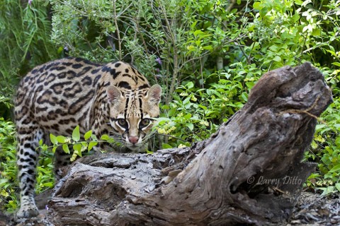 Caddo Lake and Prowling Ocelots | Larry Ditto Nature Photography
