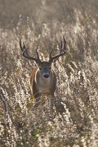 December | 2012 | Larry Ditto Nature Photography