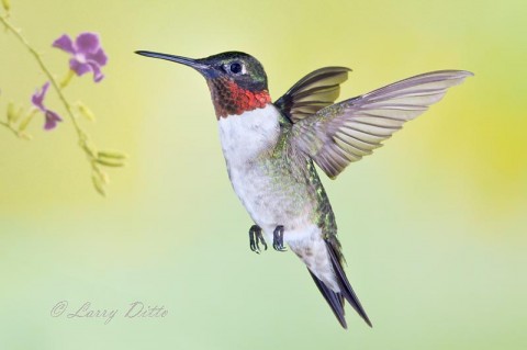 Bosque del Apache, Migrants & Hummingbirds | Larry Ditto Nature Photography