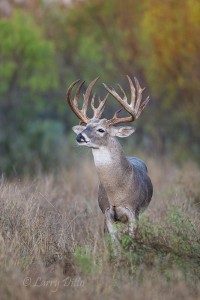 Big Bucks and More on S. Texas Ranches | Larry Ditto Nature Photography