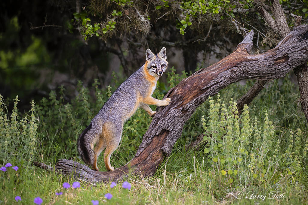Last week in the texas hill country | Larry Ditto Nature Photography