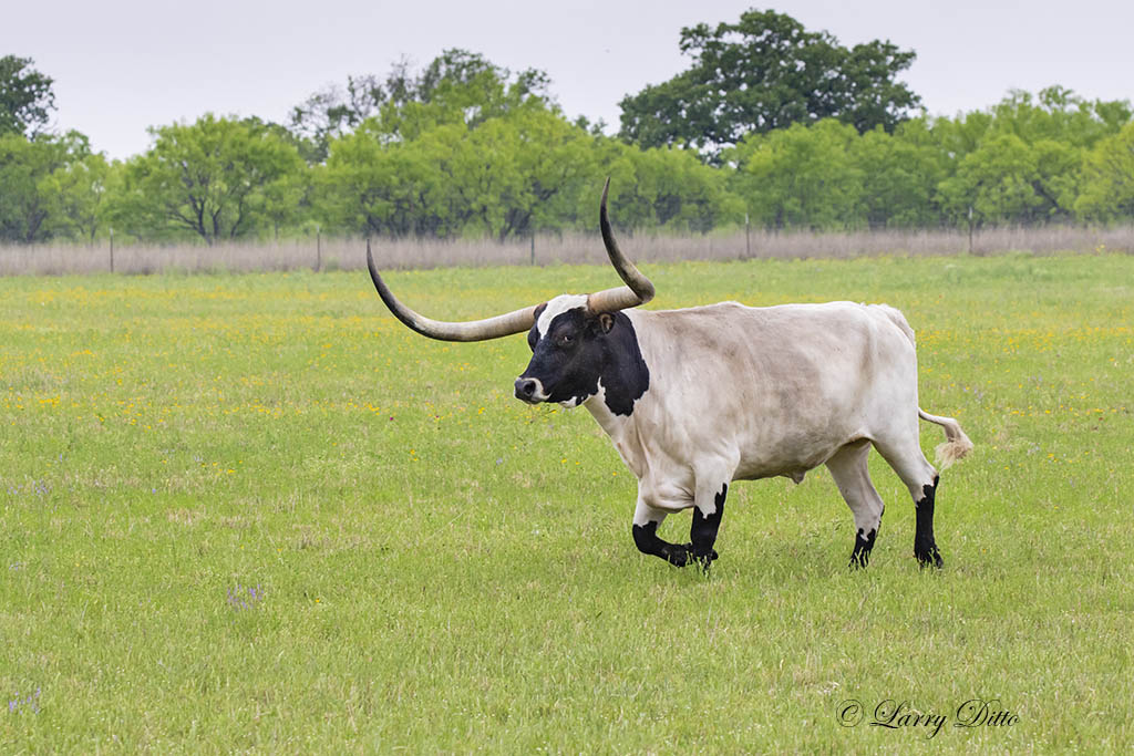 Last week in the texas hill country | Larry Ditto Nature Photography