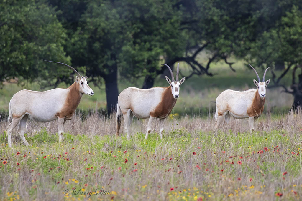 Last week in the texas hill country | Larry Ditto Nature Photography