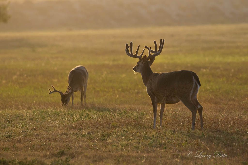 September | 2019 | Larry Ditto Nature Photography
