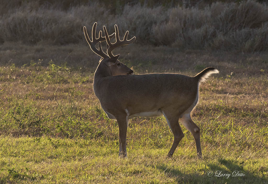 September | 2019 | Larry Ditto Nature Photography
