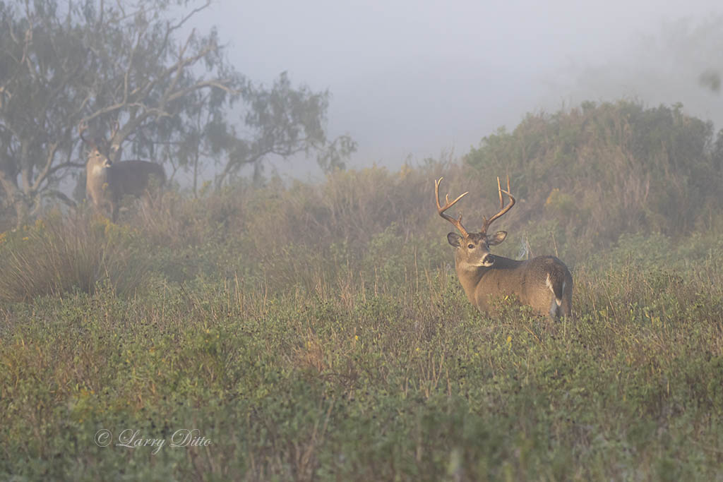 The Rut Begins in S. Texas | Larry Ditto Nature Photography