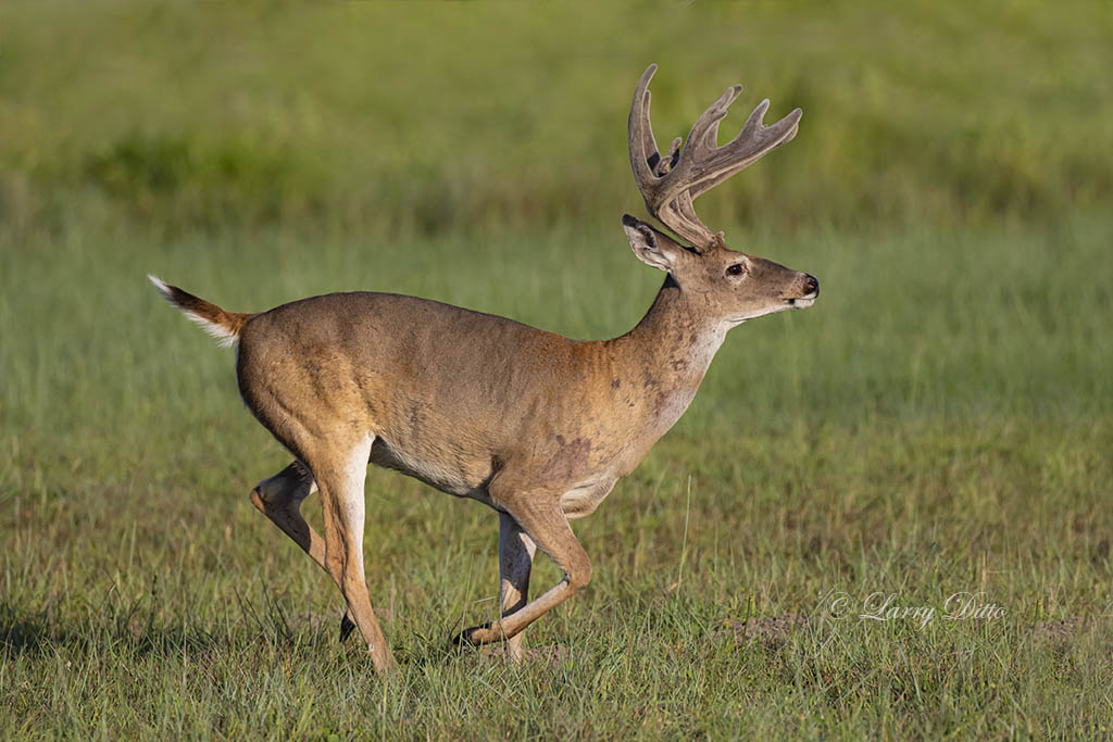 Early Fall Deer & Wild Turkey in south Texas | Larry Ditto Nature ...