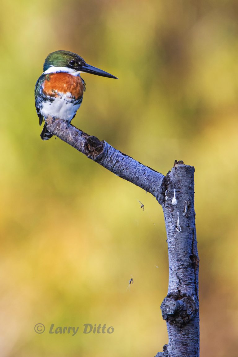 Larry Ditto Nature Photography | Newsletter