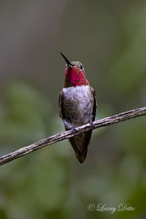 Larry Ditto Nature Photography | Newsletter