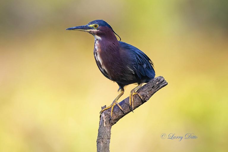 Larry Ditto Nature Photography | Newsletter