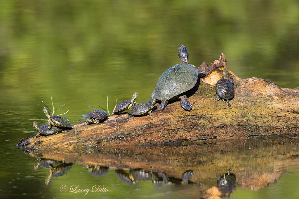 Larry Ditto Nature Photography | Newsletter
