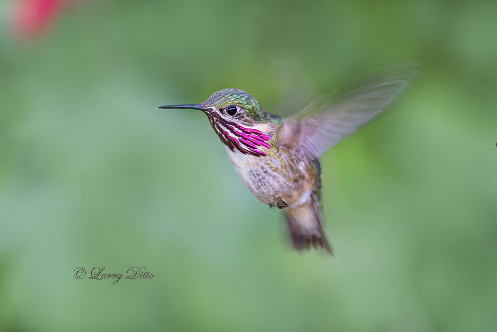 Larry Ditto Nature Photography | Newsletter