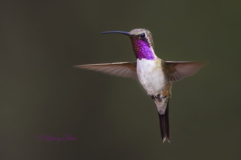 Larry Ditto Nature Photography | Newsletter